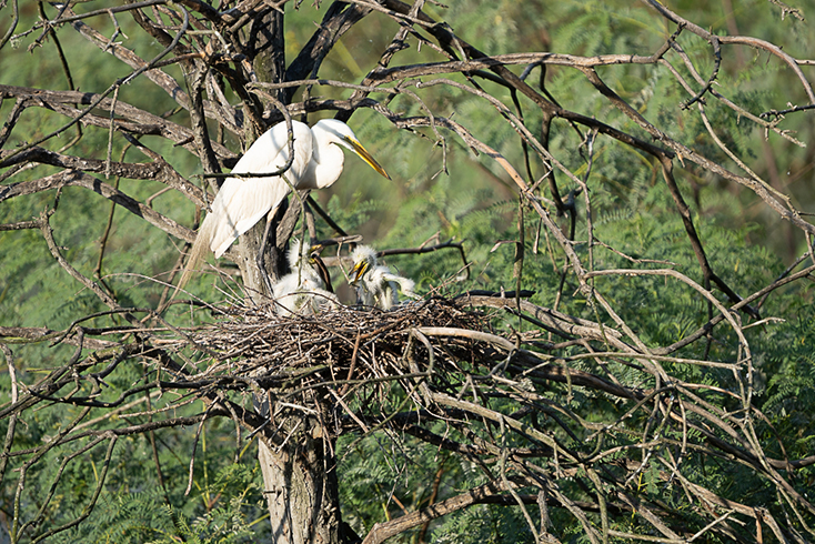 Tom Rice - Group 81 - PSA Digital Dialogue